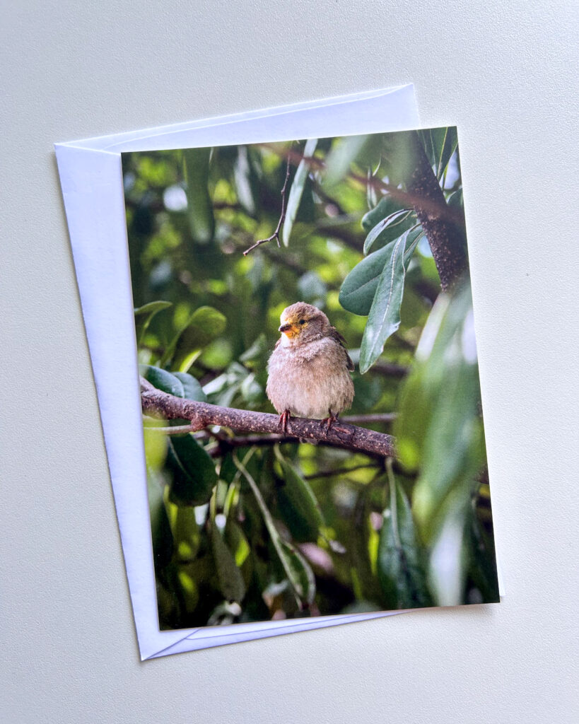 Spatz | Karte – Lettermind